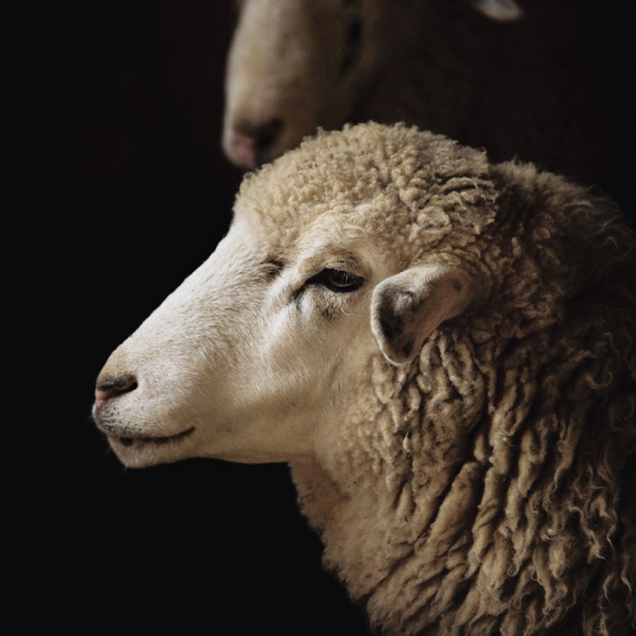 Merino Wool Clothing - Merino Wool T-Shirts – Merino Protect